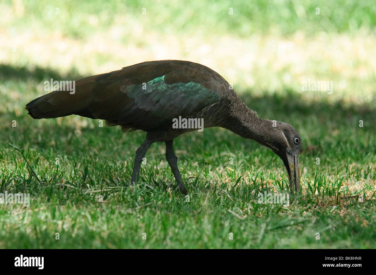 Hadada Ibis Bostrychia hagedash probing soil Stock Photo - Alamy