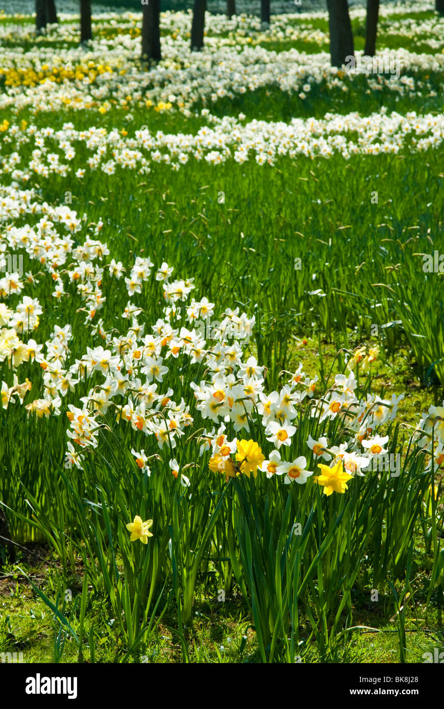 Park of Daffodils, Aberdeen, Scotland Stock Photo - Alamy