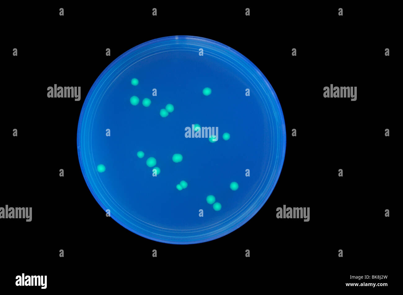 Green fluorescent protein hi-res stock photography and images - Alamy