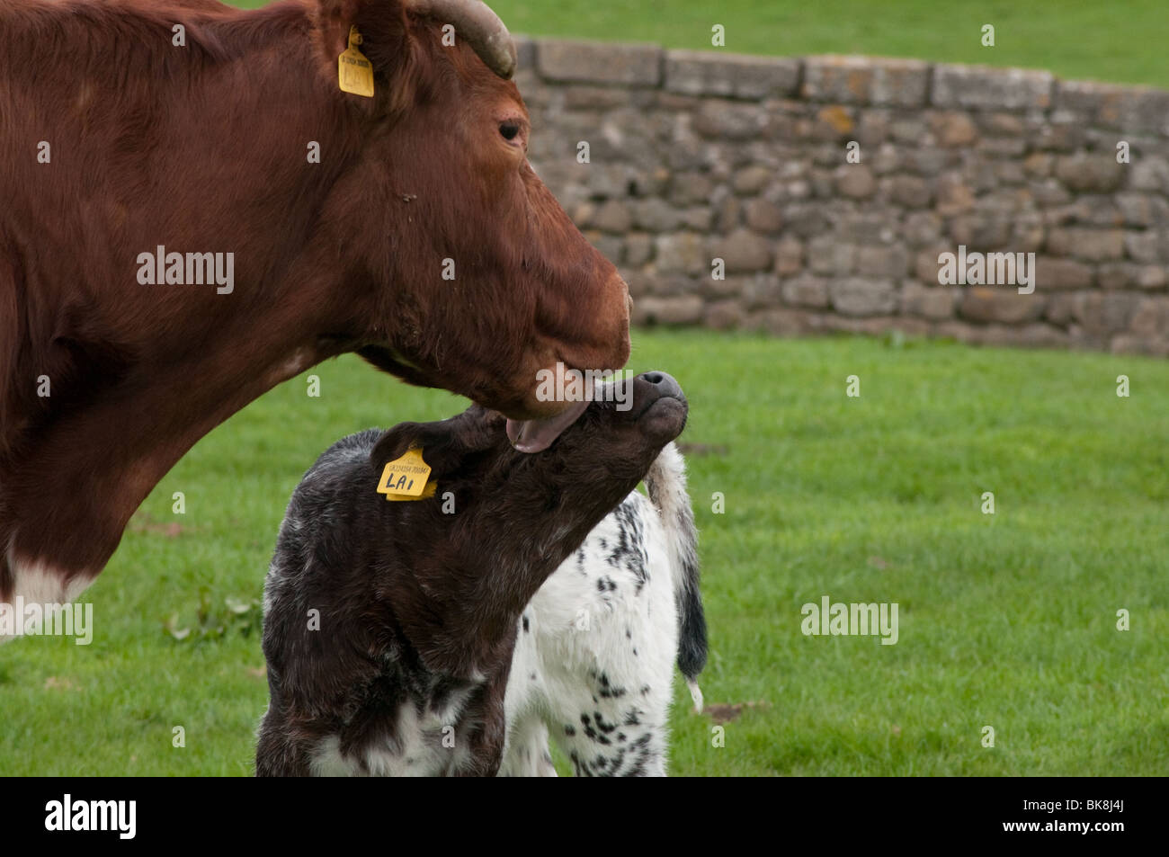 A cow licking her calf Stock Photo - Alamy