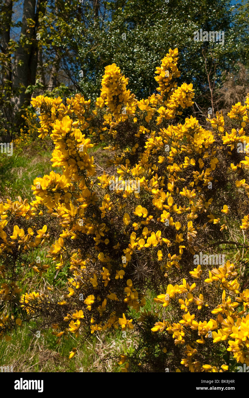 Common Gorse Bush - Ulex europaeus Stock Photo - Alamy
