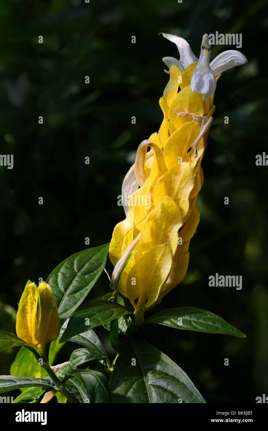 Acanthaceae Pachystachys Lutea, exotic, flower, nature, tropical ...