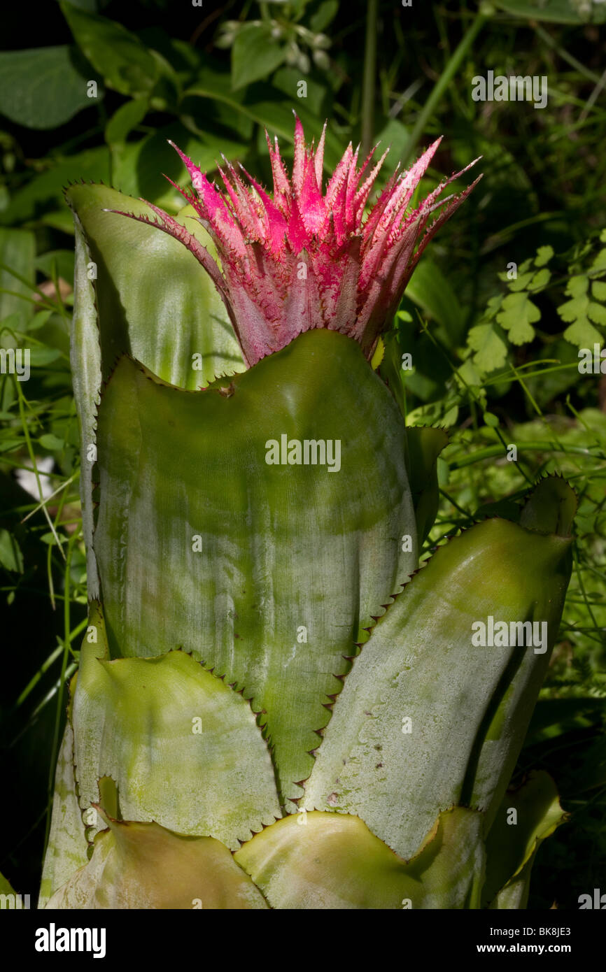 Neoregelia bromeliad plants hi-res stock photography and images - Alamy