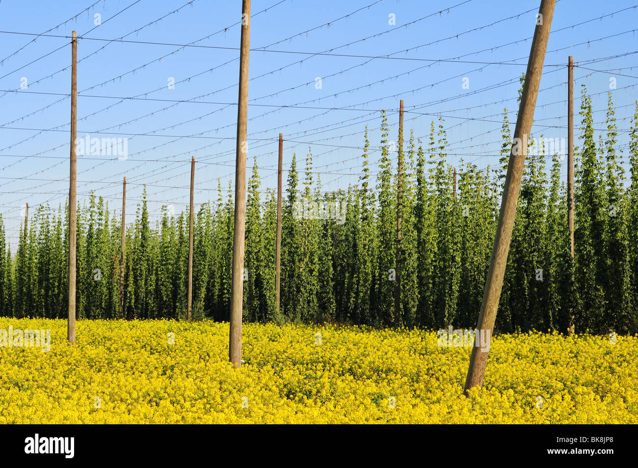Hop yard hi-res stock photography and images - Alamy
