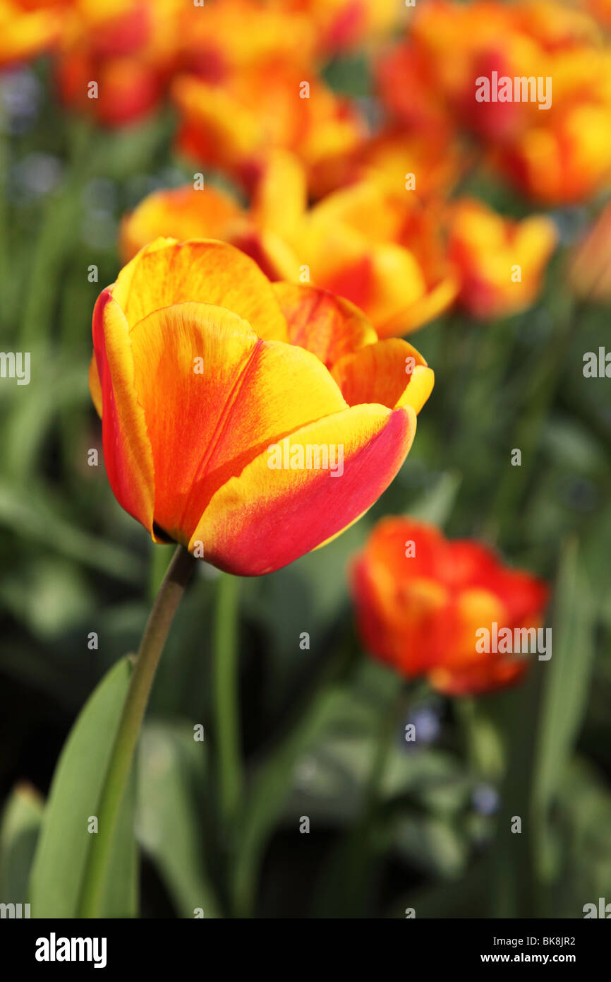 Single tulip highlighted in a bed of tulips Stock Photo - Alamy