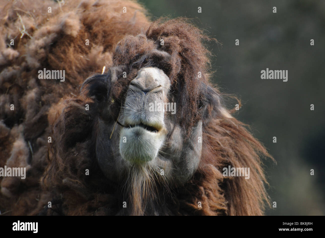 Bactrian camel looking into camera Stock Photo - Alamy