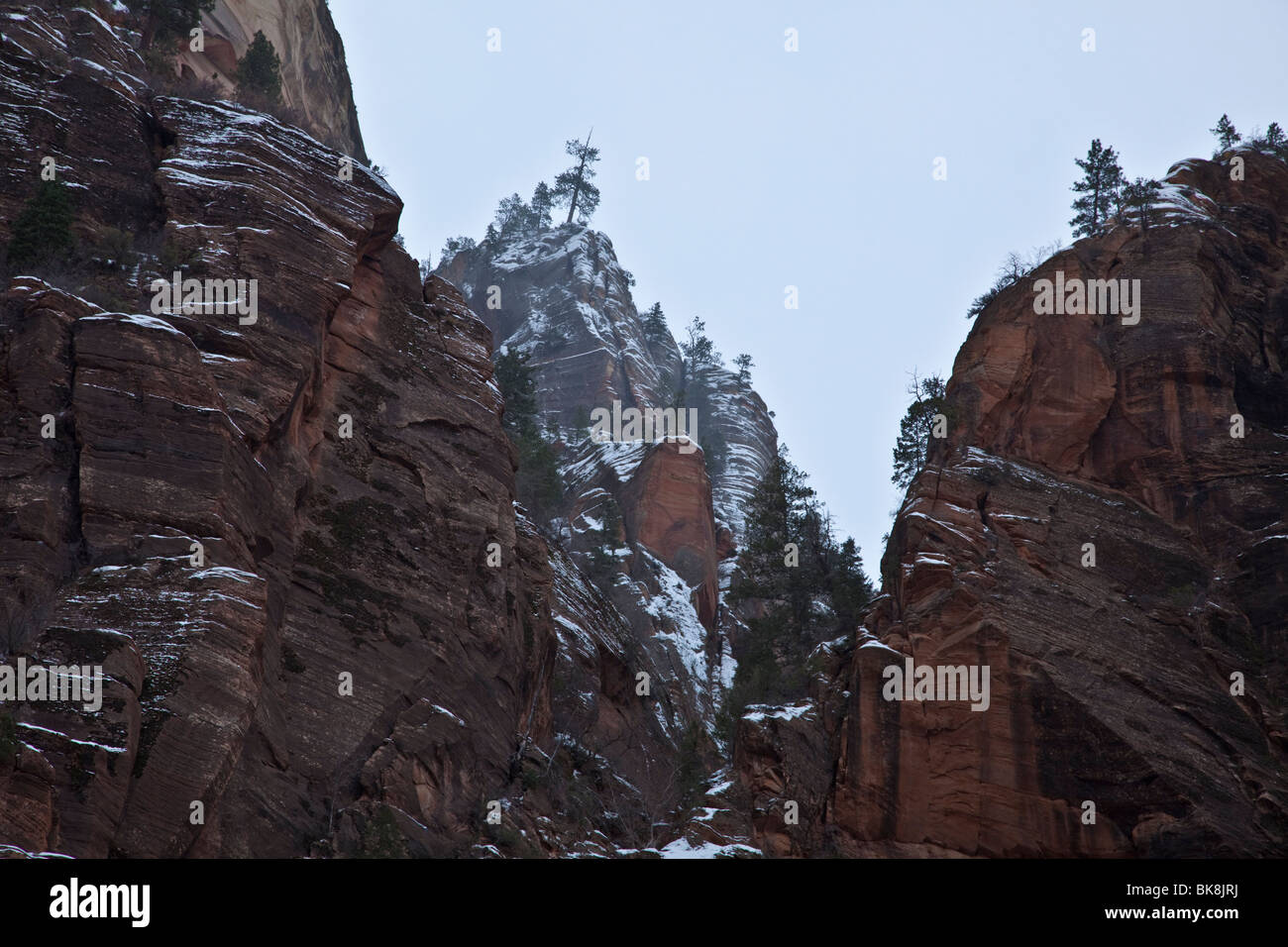 A lone tree sits tall on the peaks of the Zion Mountains above Weeping ...