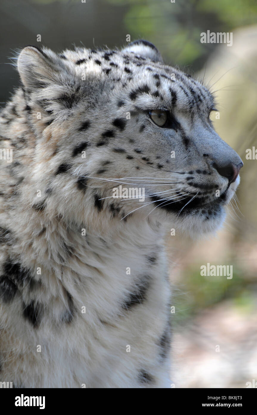 Female snow leopard Stock Photo - Alamy