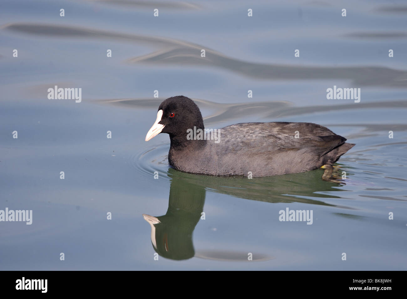 Common coot swimming on a pond Stock Photo - Alamy