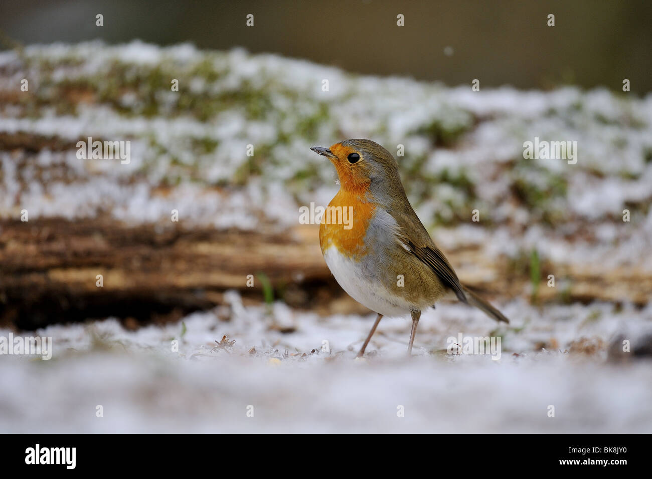 Robin standing on the snow Stock Photo - Alamy