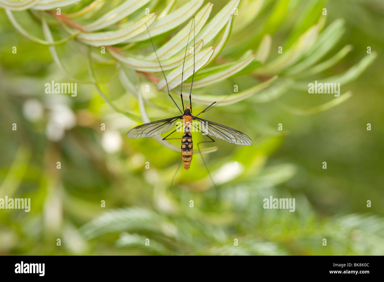 Large orange and black crane fly species Stock Photo - Alamy