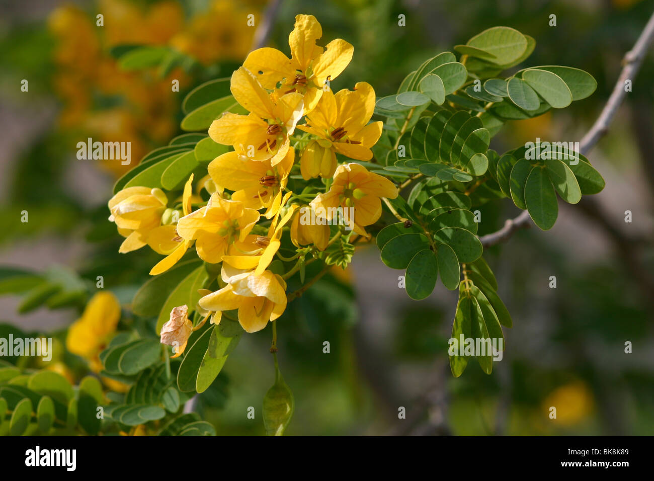 Bahama senna hi-res stock photography and images - Alamy