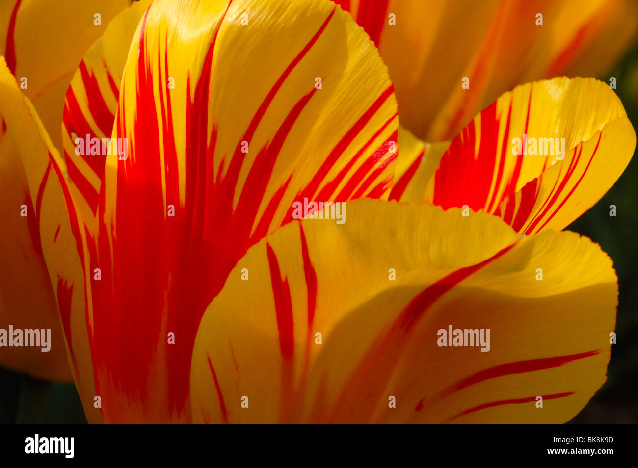 Colourful tulipa hi-res stock photography and images - Alamy