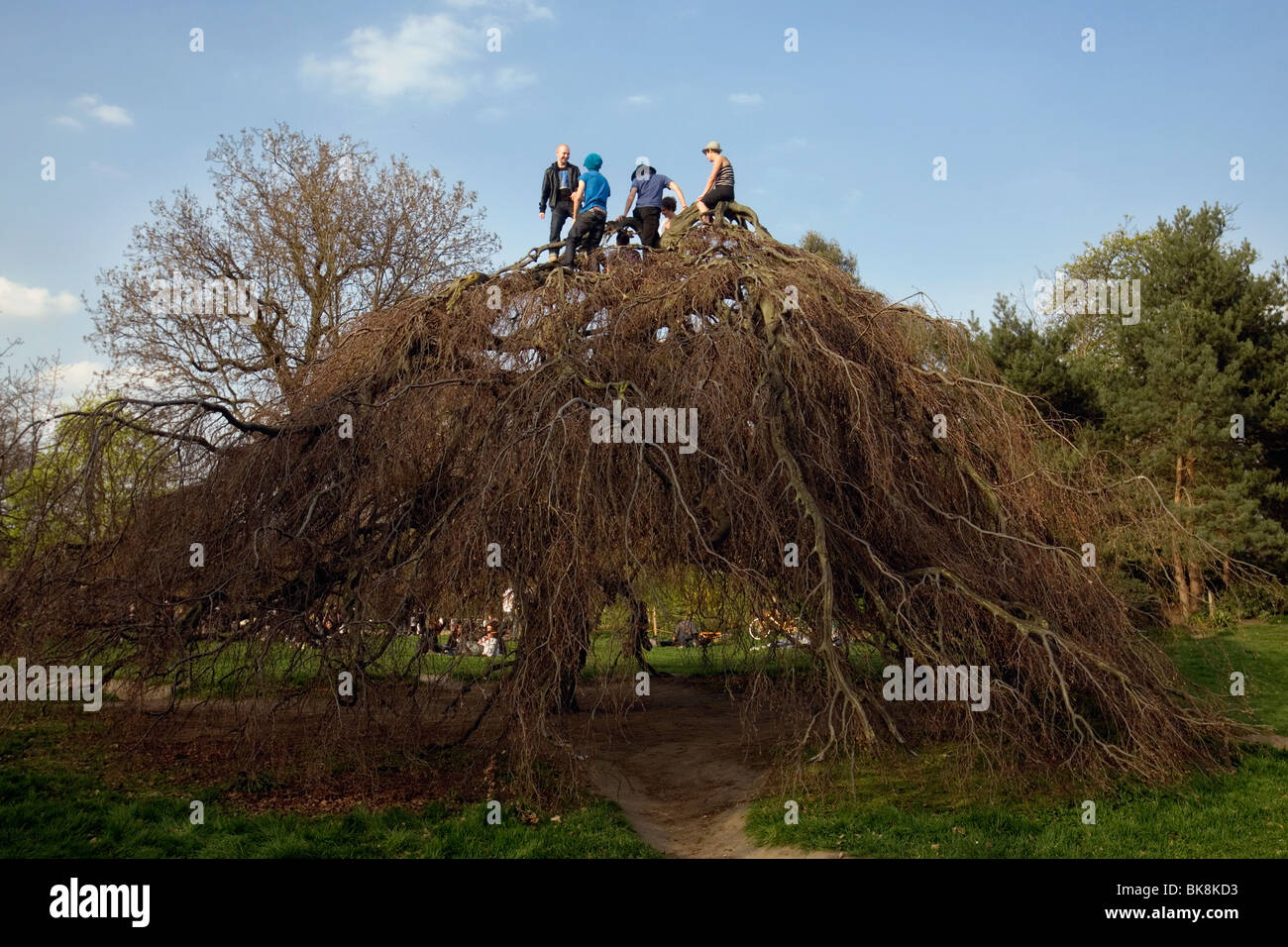 Climbing in a tree top hi-res stock photography and images - Alamy