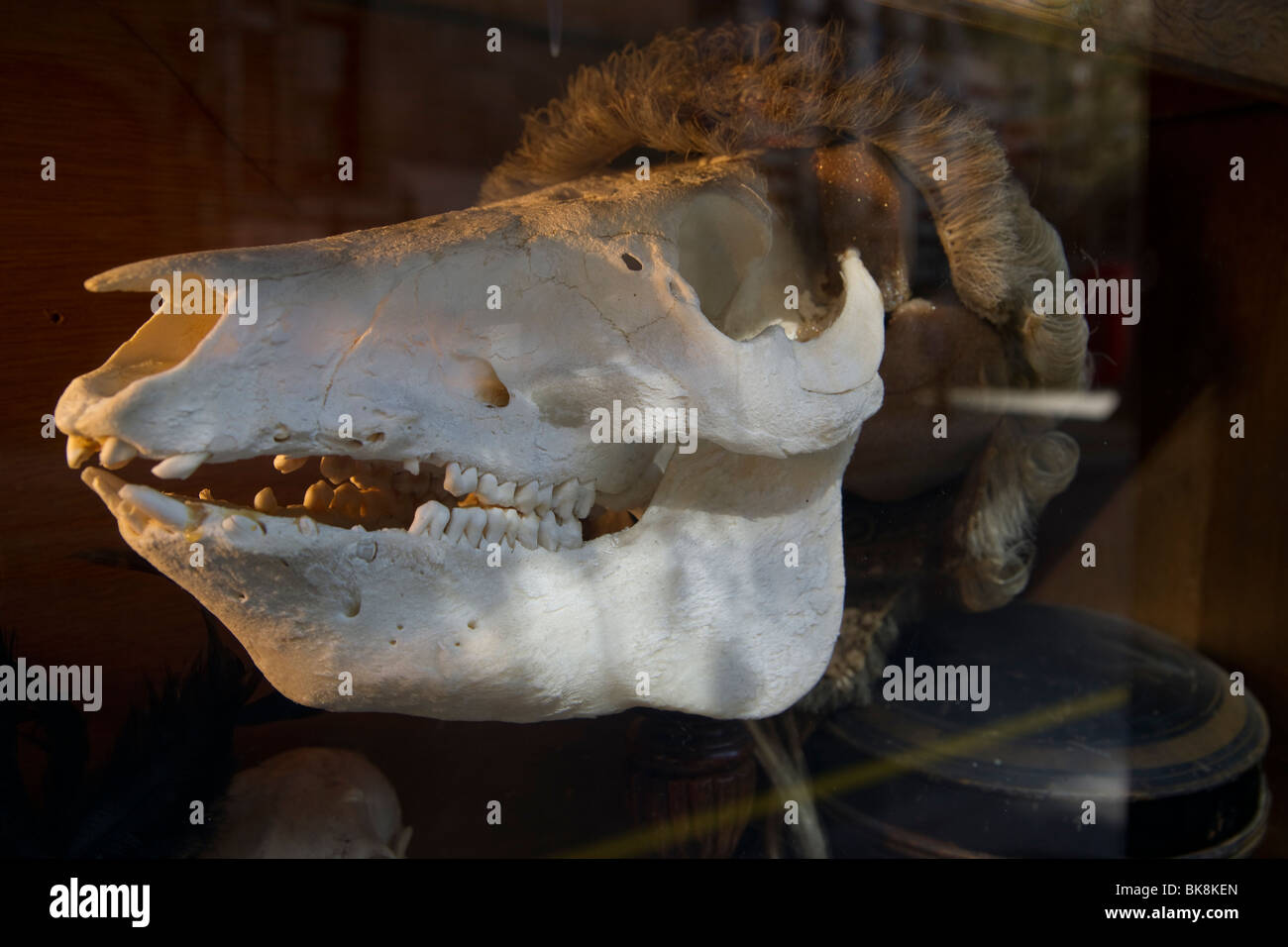 Goat skull hi-res stock photography and images - Alamy