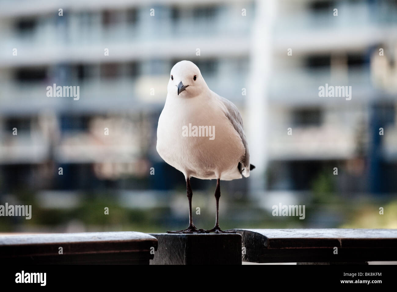 Sea sit hi-res stock photography and images - Alamy