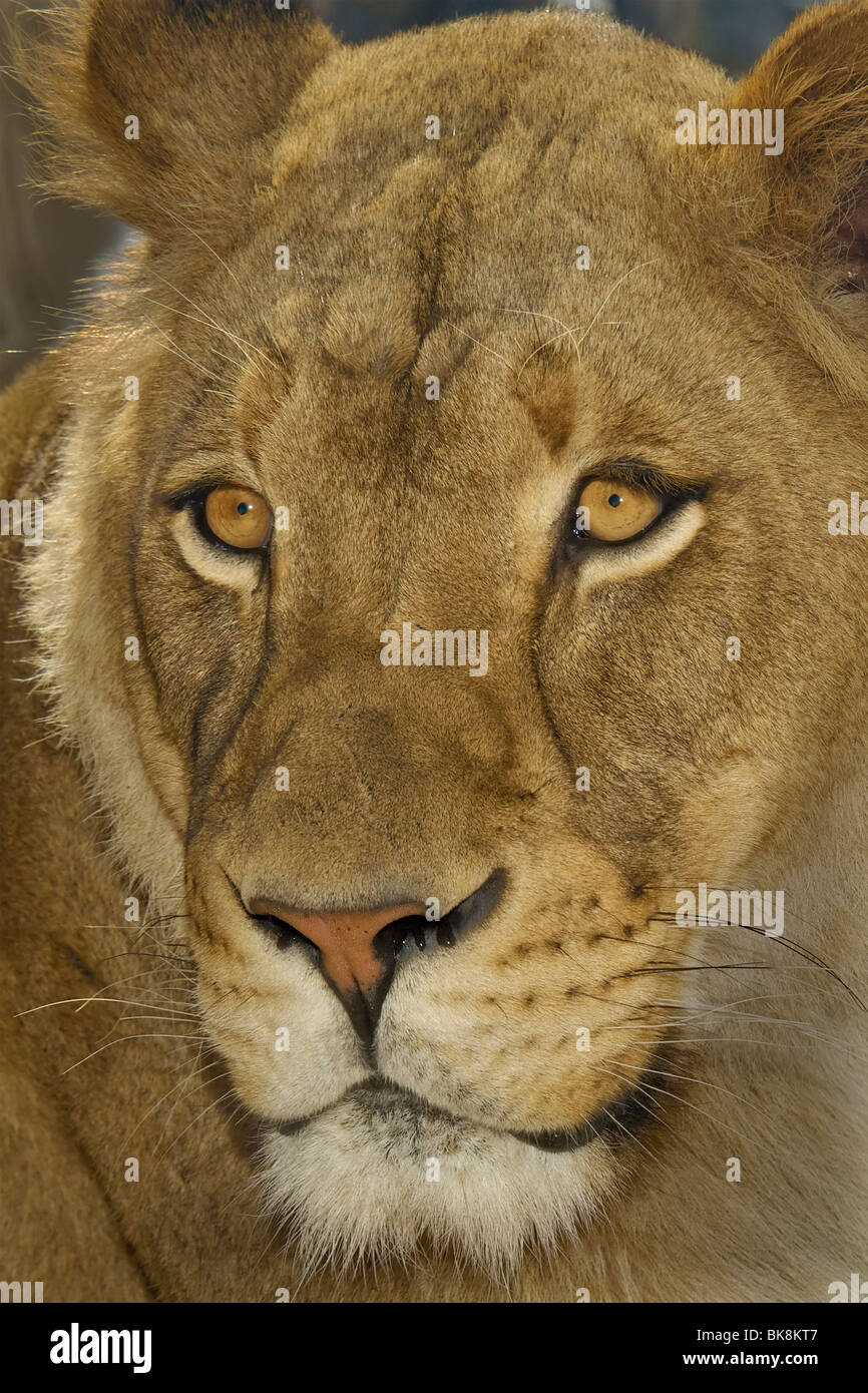African Lion (Panthera leo Stock Photo - Alamy