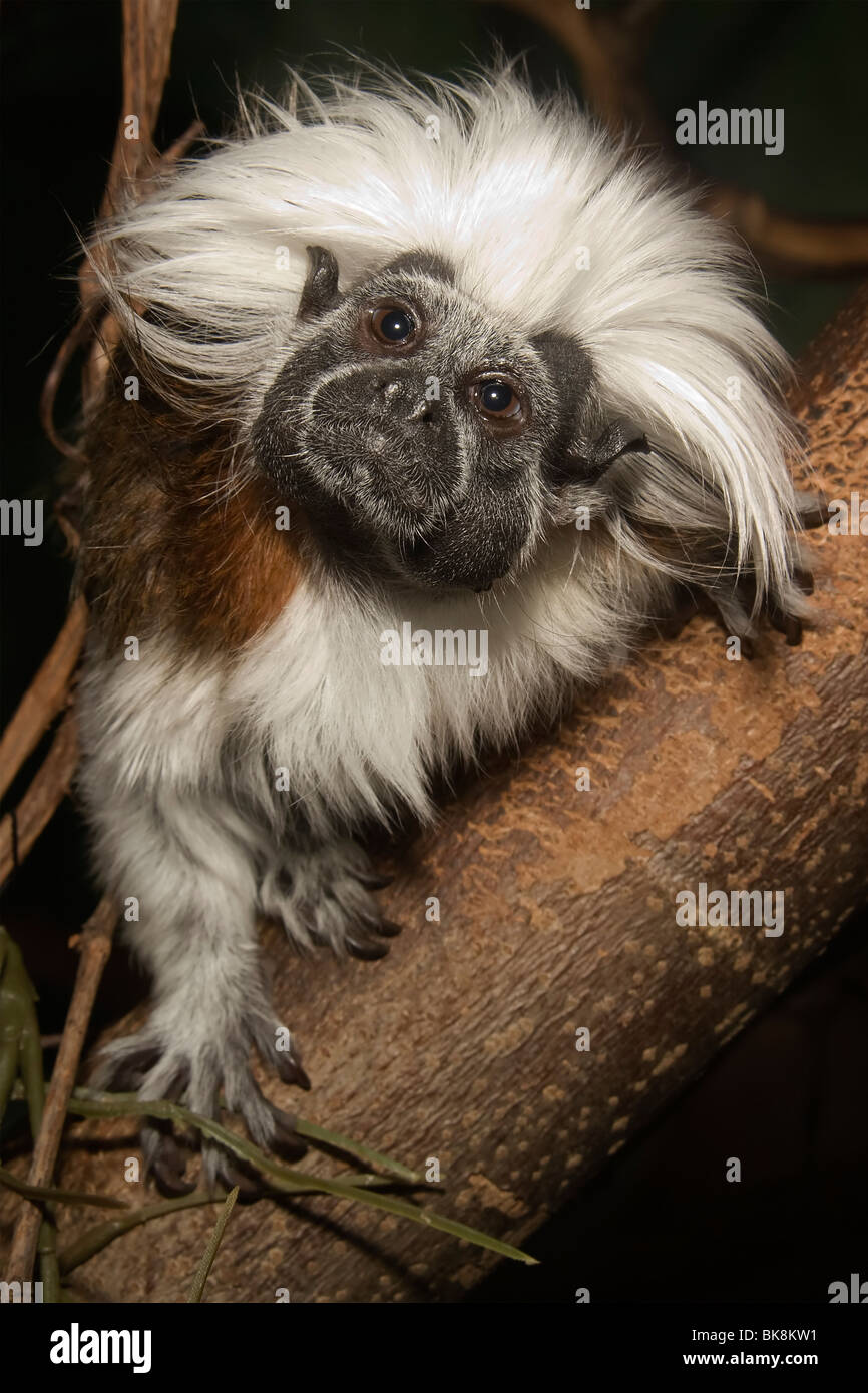 Tamarian hi-res stock photography and images - Alamy