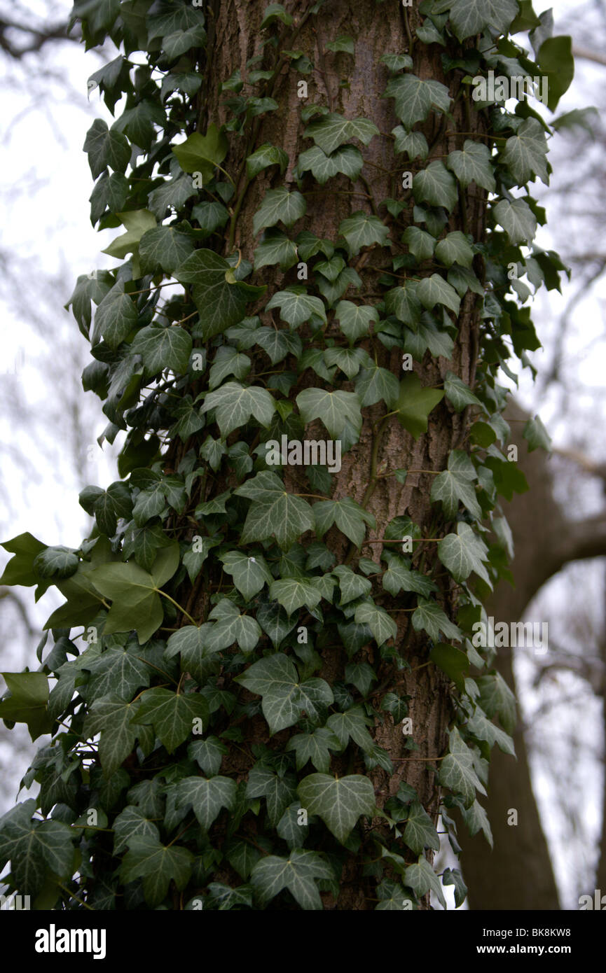 ivy covered tree Stock Photo - Alamy