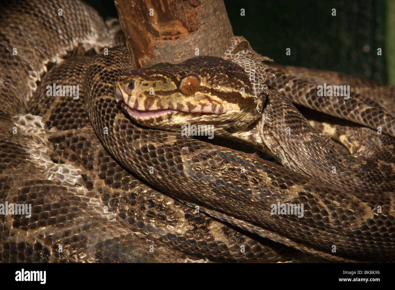 Amazon Tree Boa (Corallus hortulanus) shedding skin Stock Photo - Alamy
