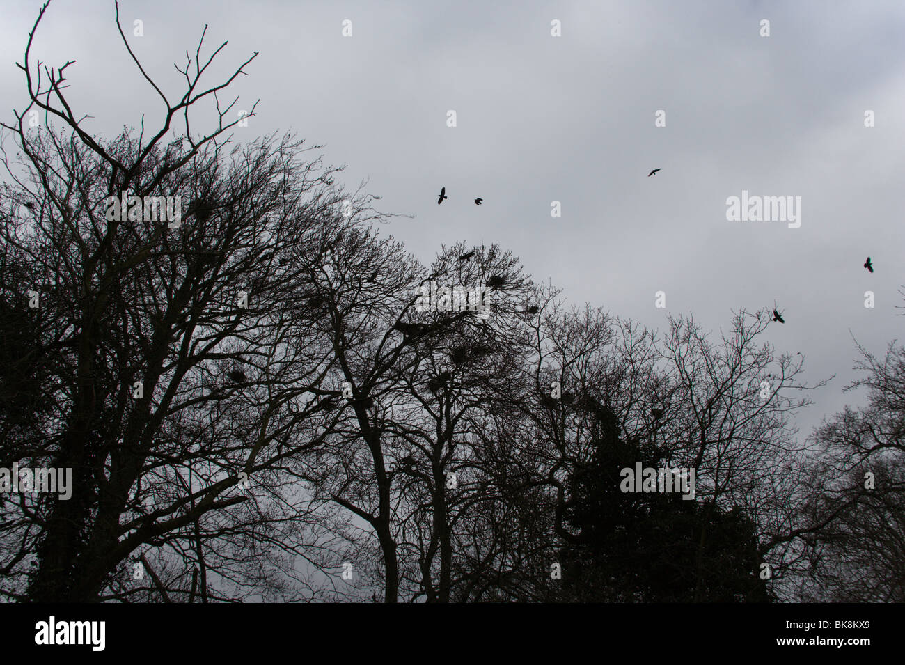 Rook nest hi-res stock photography and images - Alamy