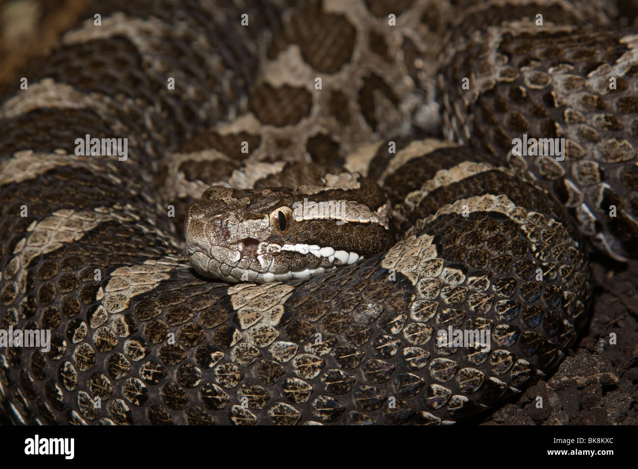 Eastern Massasauga rattle snake ( Sistrurus catenatus catenatus Stock ...