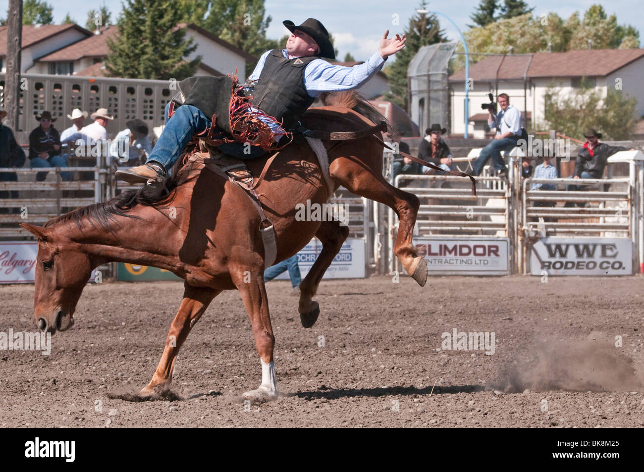 Cowboy, bareback bronc riding, Cochrane Rodeo, Cochrane, Alberta ...