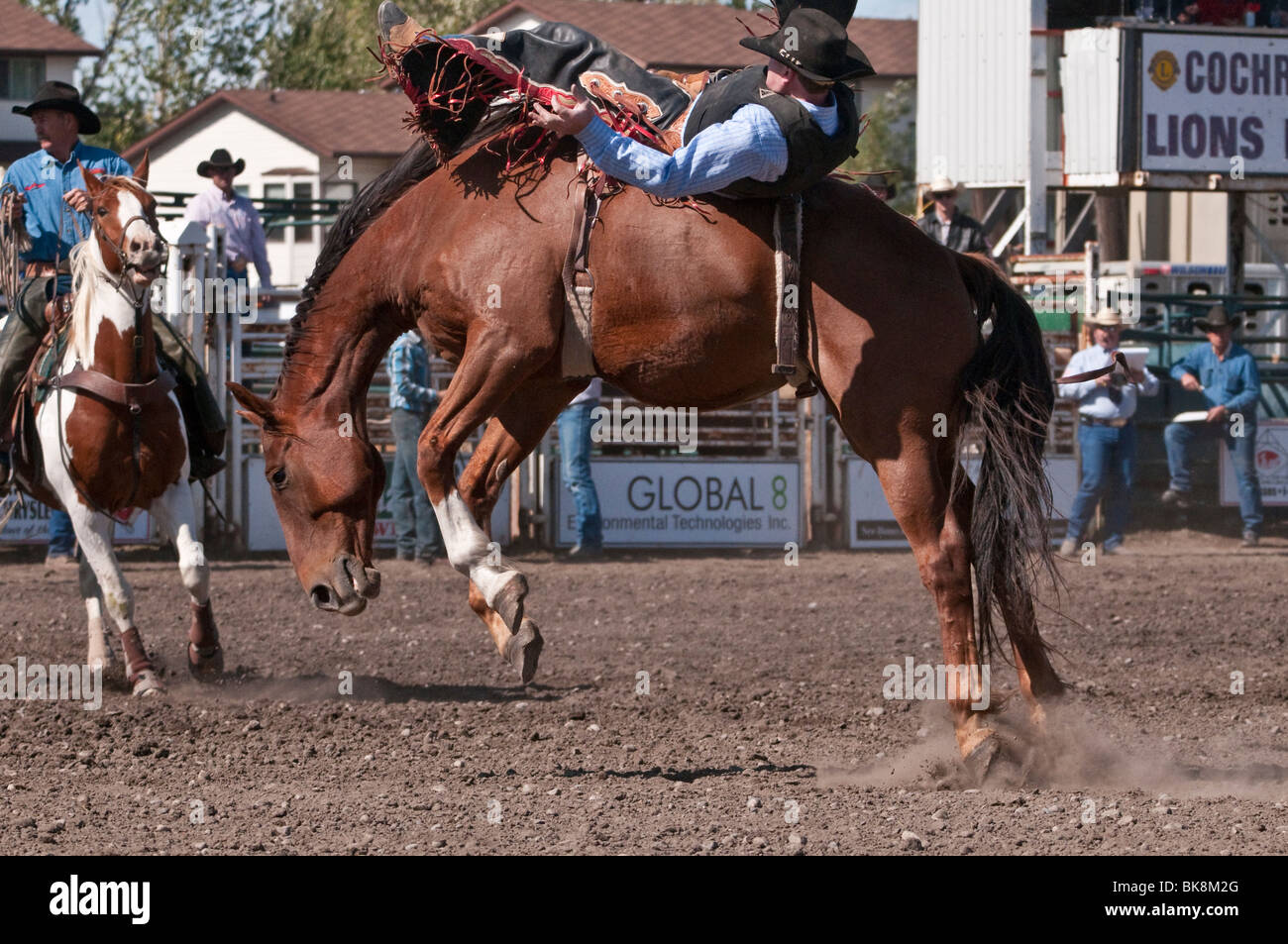 Cowboy, bareback bronc riding, Cochrane Rodeo, Cochrane, Alberta ...