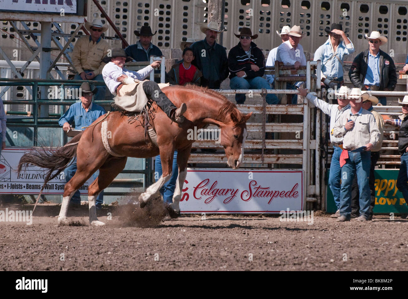 Cowboy, bareback bronc riding, Cochrane Rodeo, Cochrane, Alberta ...