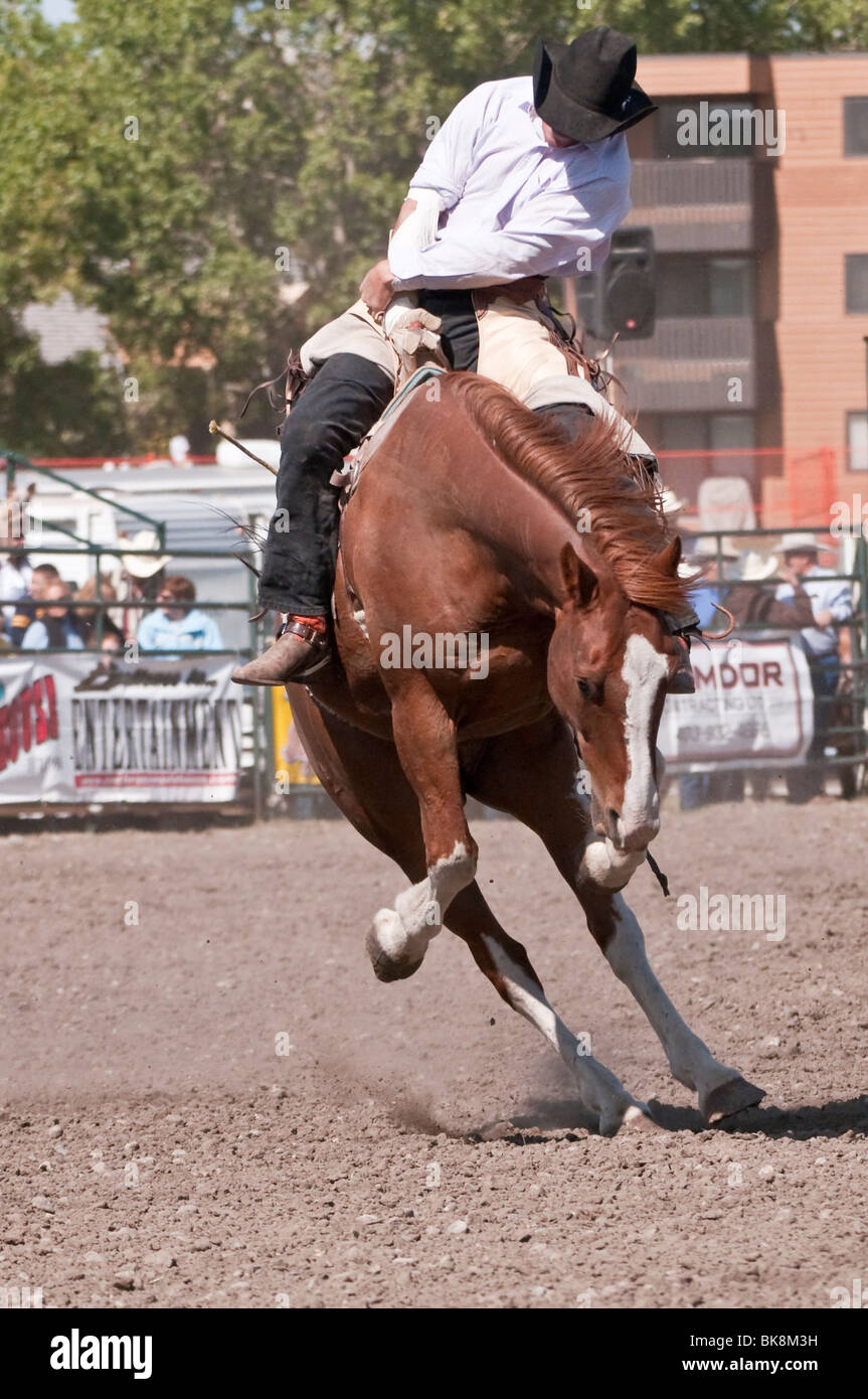 Cowboy, bareback bronc riding, Cochrane Rodeo, Cochrane, Alberta ...