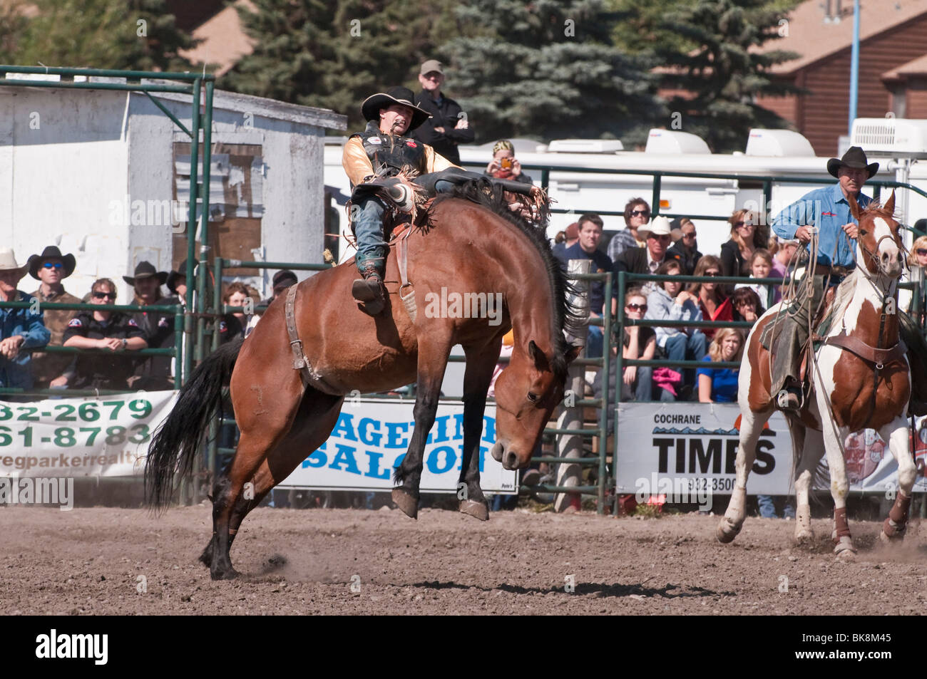 Cowboy, bareback bronc riding, Cochrane Rodeo, Cochrane, Alberta ...