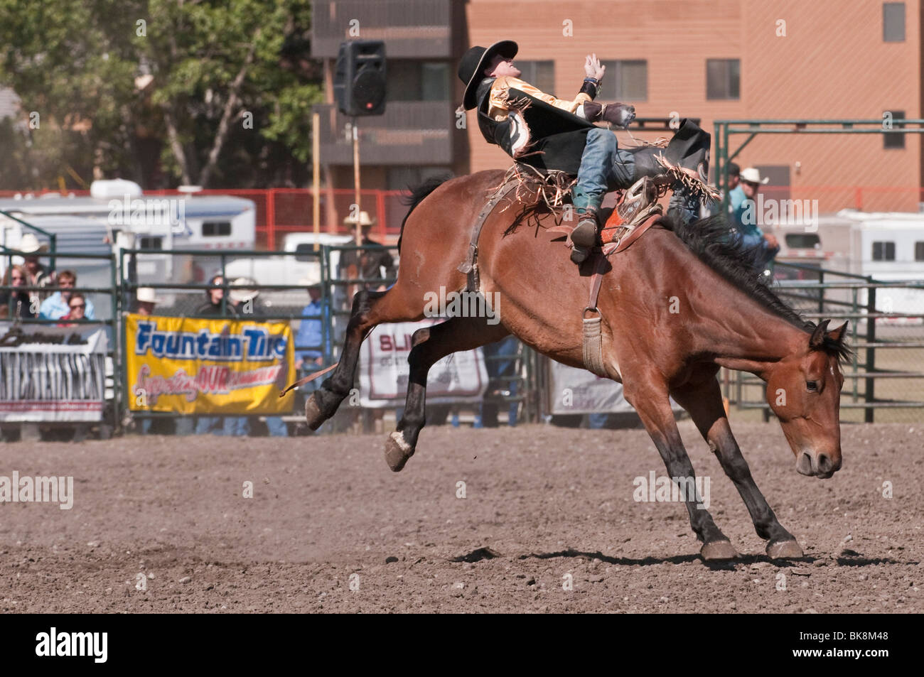 Cowboy, bareback bronc riding, Cochrane Rodeo, Cochrane, Alberta ...