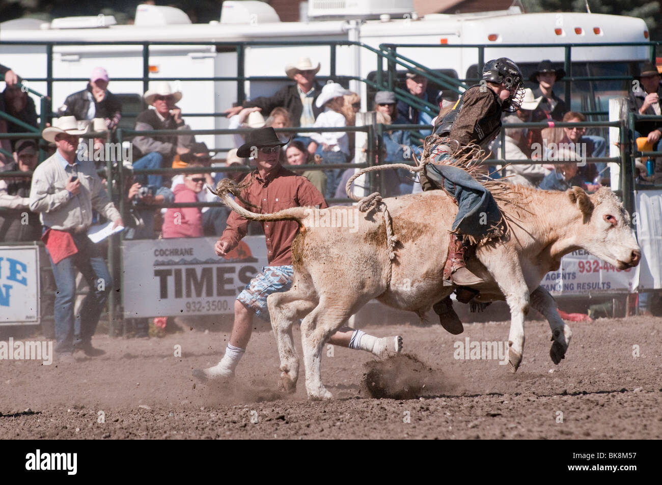 Junior bull riding, Cochrane Rodeo, Cochrane, Alberta, Canada Stock ...