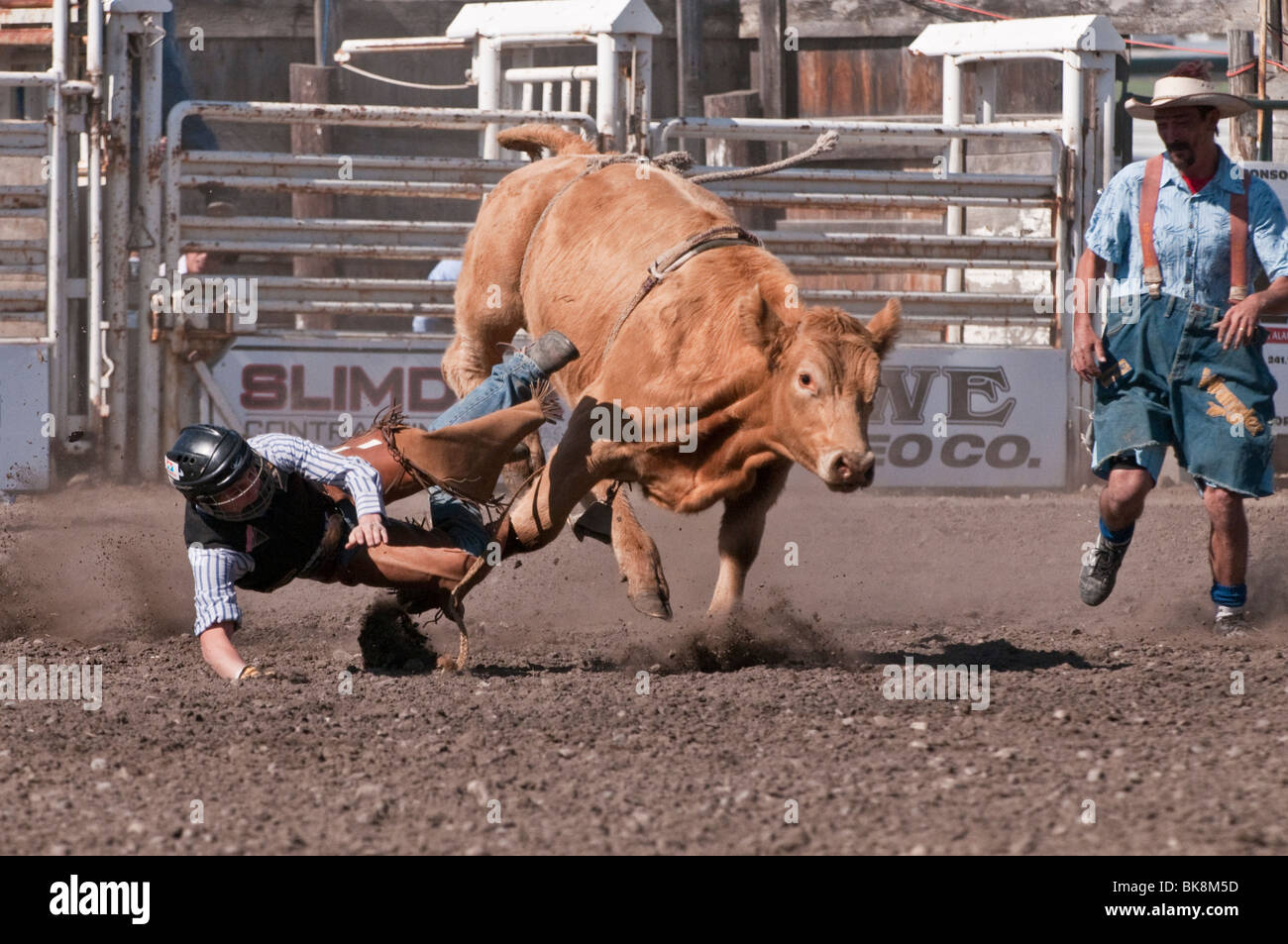 Junior bull riding, Cochrane Rodeo, Cochrane, Alberta, Canada Stock ...