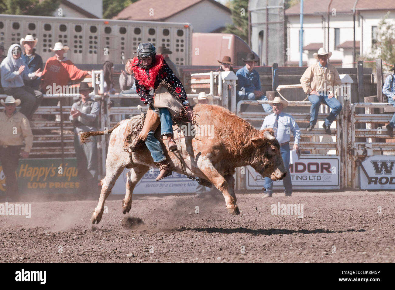 Junior bull riding, Cochrane Rodeo, Cochrane, Alberta, Canada Stock ...