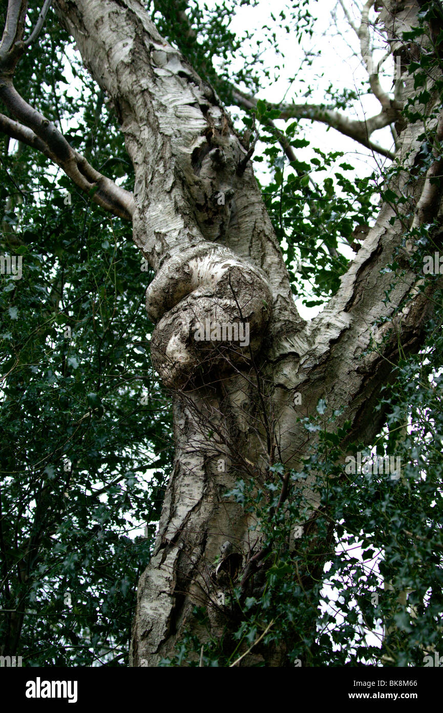 Strange tree bark hi-res stock photography and images - Alamy