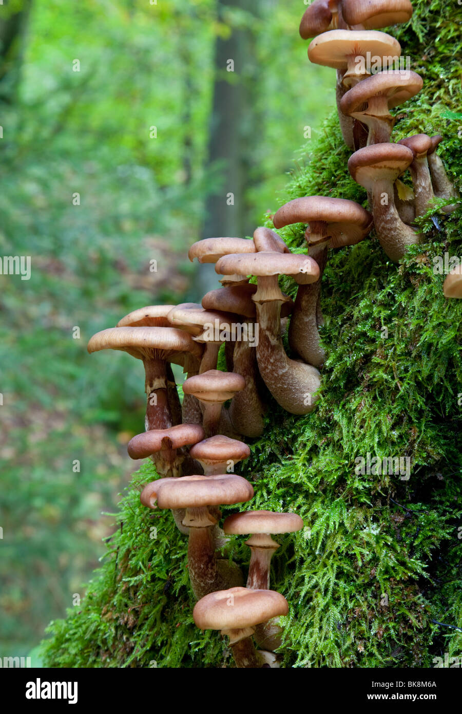 Close-up of a row of mushrooms growing on a tree trunk Stock Photo - Alamy