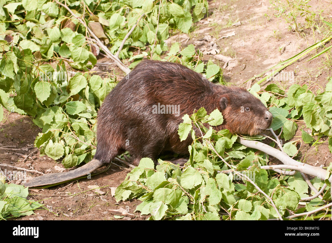 Beaver building dam canada hi-res stock photography and images - Alamy