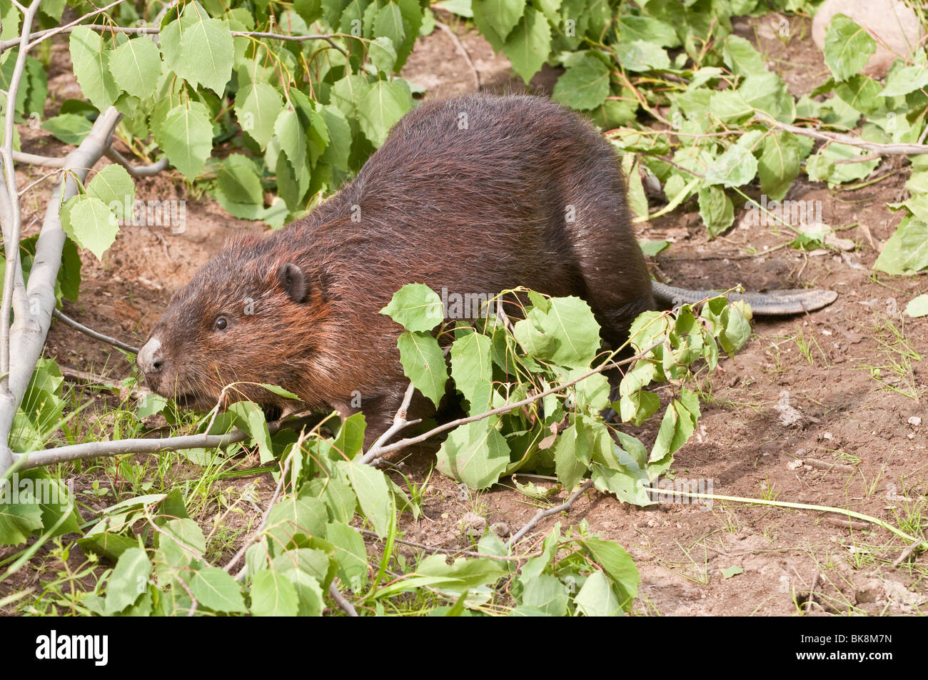 Castoridae Canadensis High Resolution Stock Photography and Images - Alamy