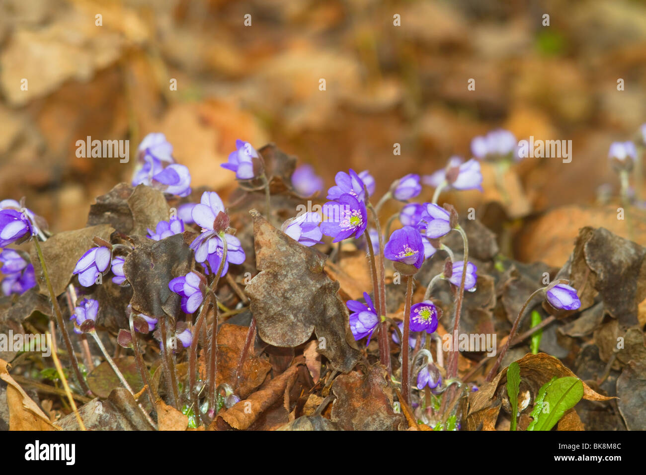 First wildflowers hi-res stock photography and images - Alamy