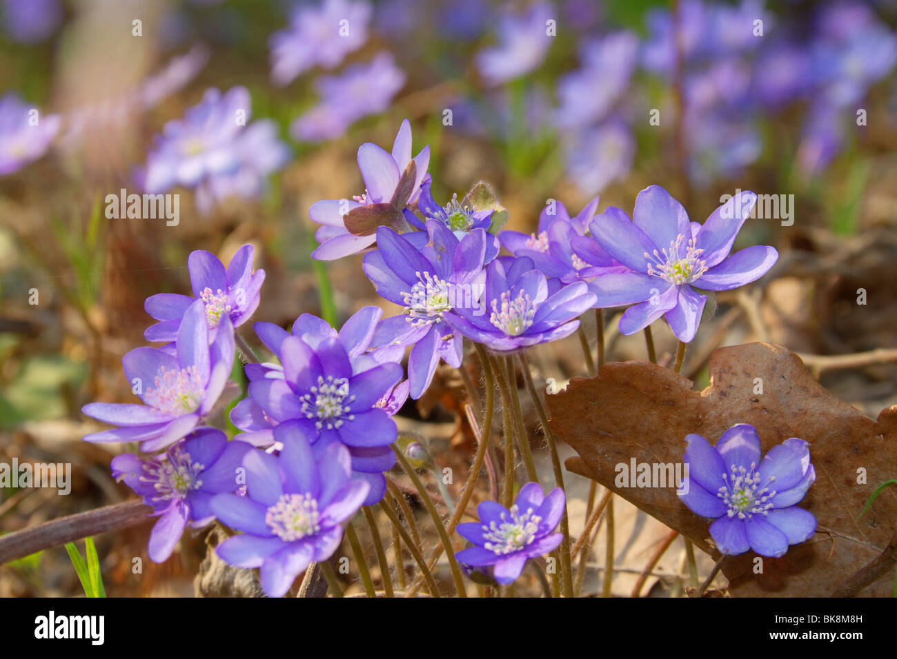 first spring flowers Stock Photo - Alamy