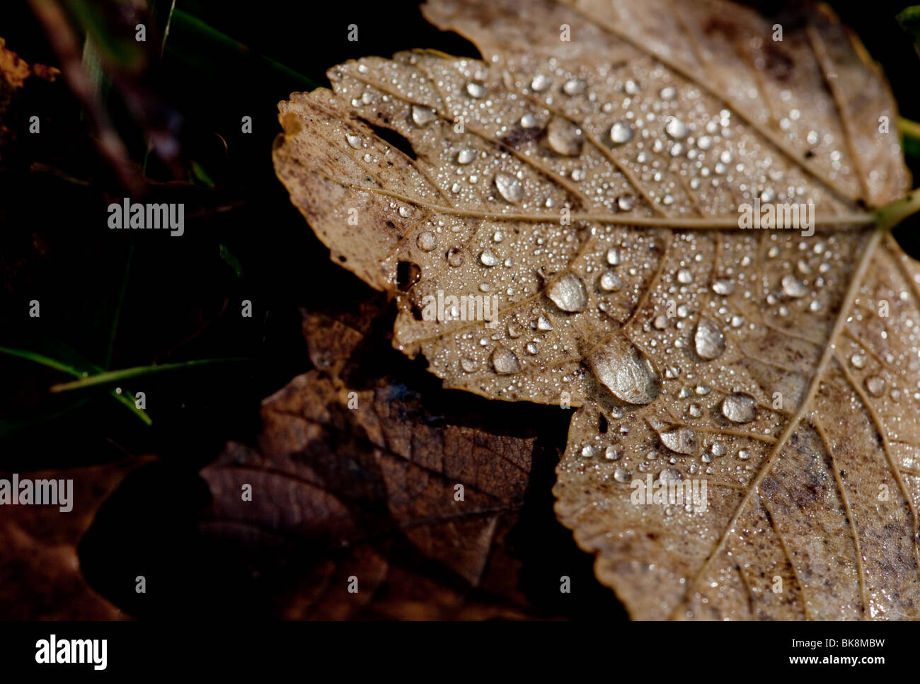 Rain close up detail Cut Out Stock Images & Pictures - Alamy