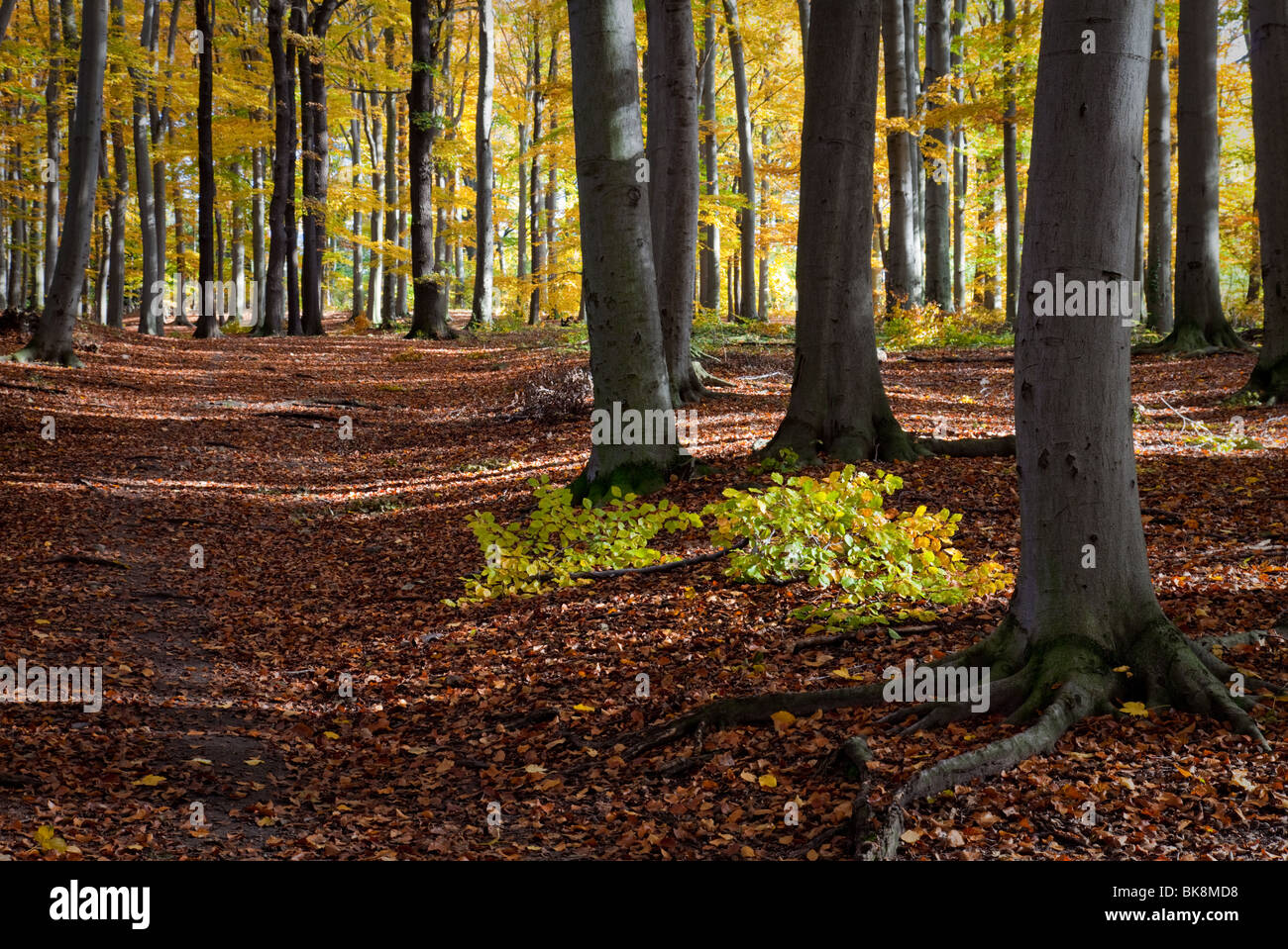 Colorful beech forest in fall Stock Photo - Alamy