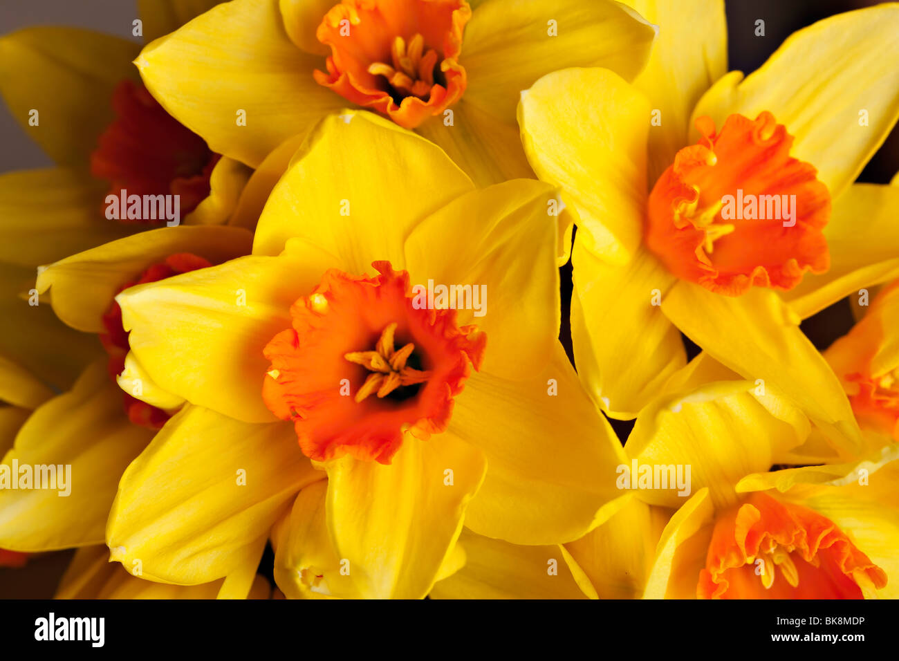 close up of yellow narcissus, abstract colors Stock Photo - Alamy