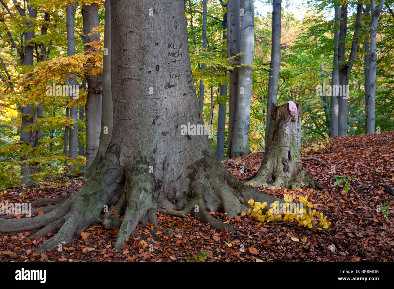 Beech tree forest fall autumn hi-res stock photography and images - Alamy