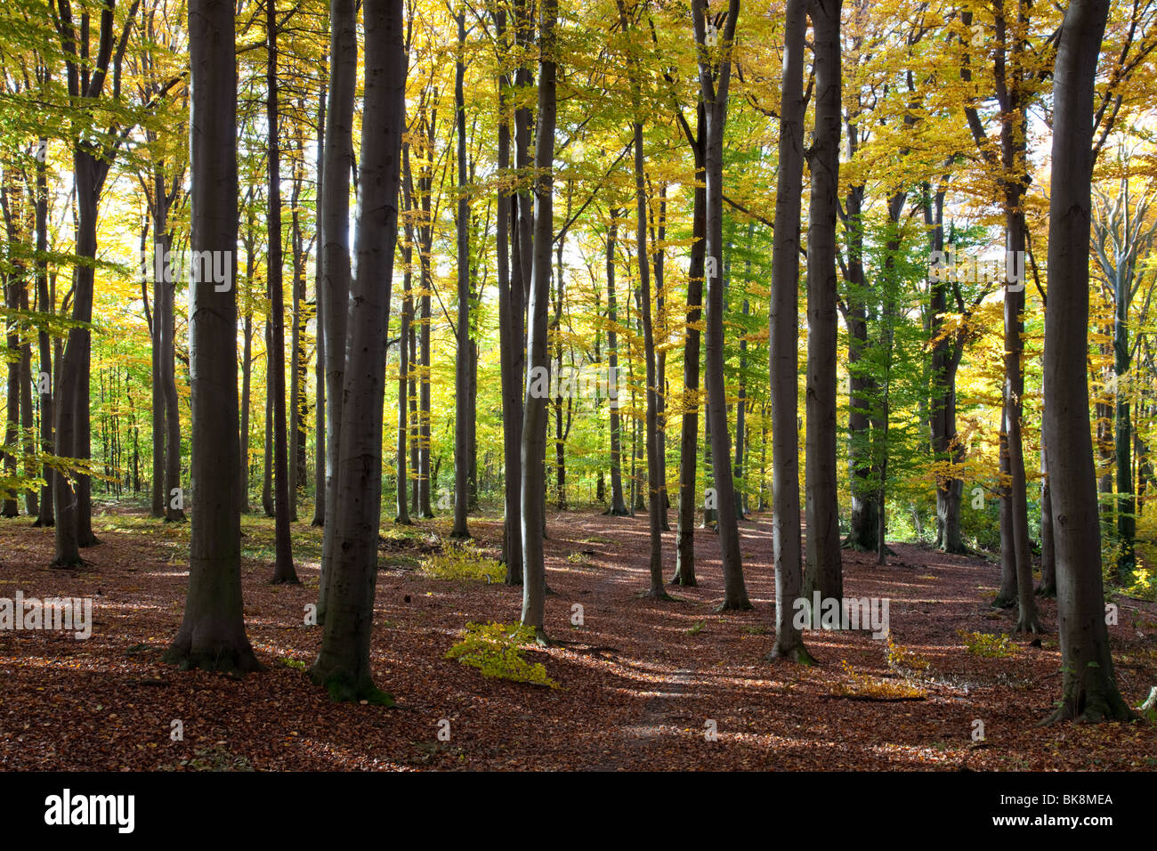 Colorful beech forest in fall Stock Photo - Alamy
