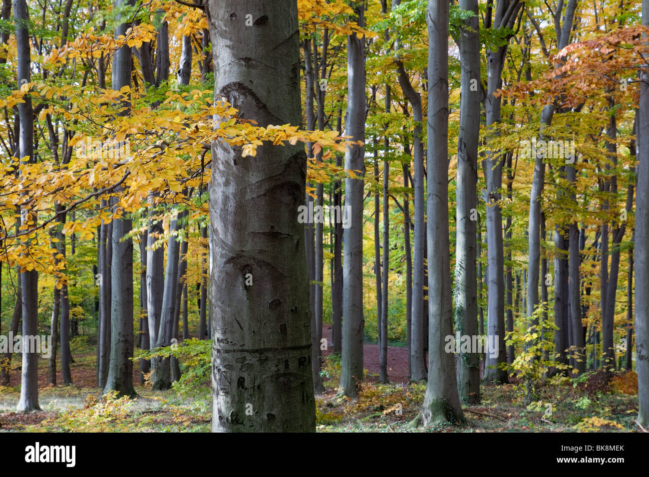 Fall foliage beech tree hi-res stock photography and images - Alamy