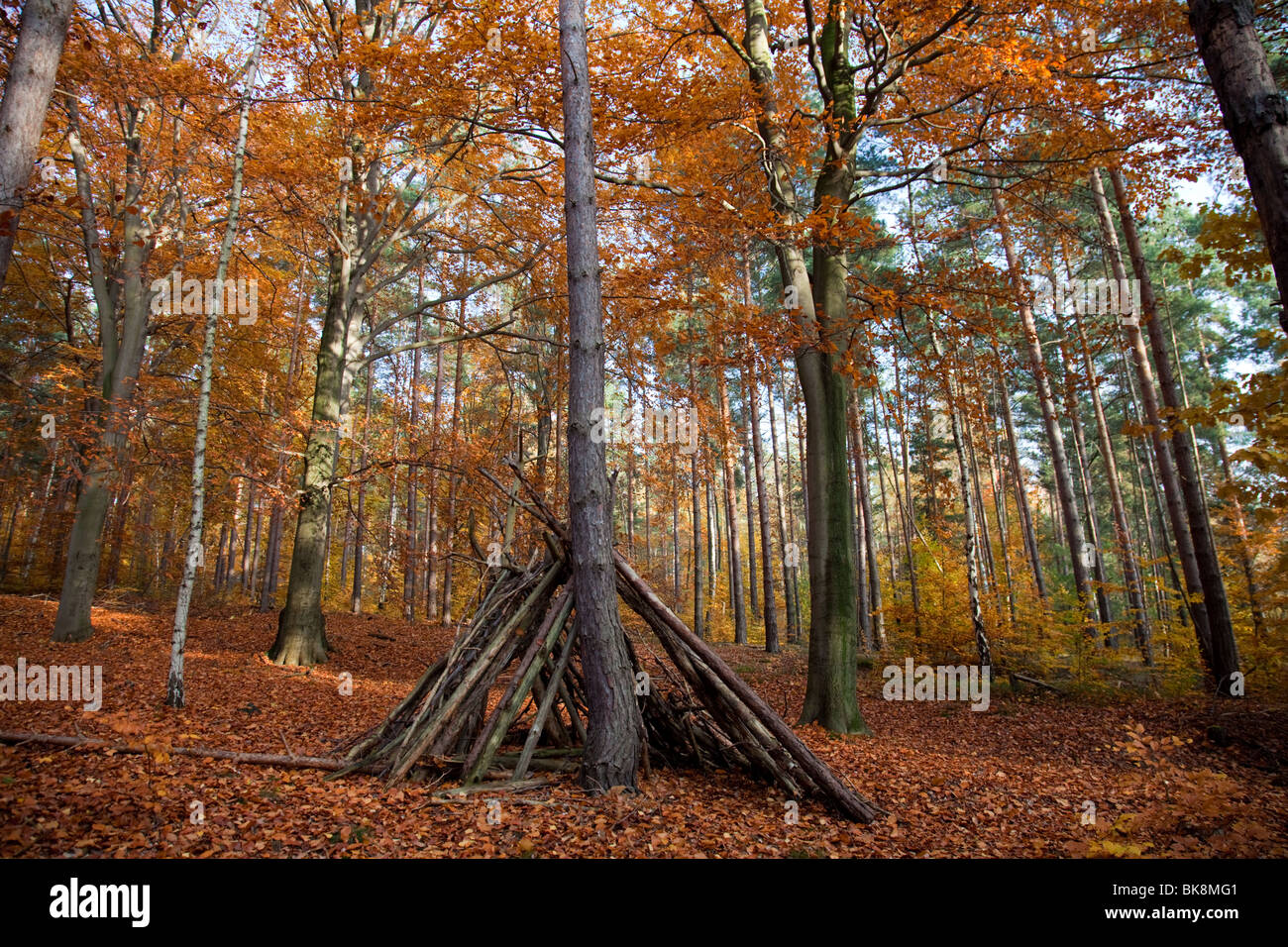 Red colored tree hi-res stock photography and images - Alamy