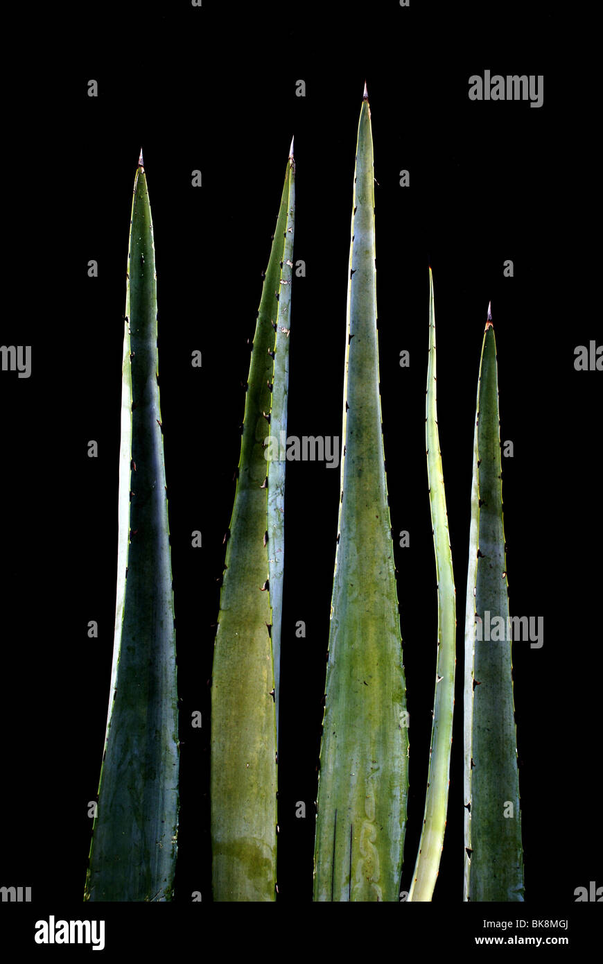 Color Photograph of Cactus plant Stock Photo - Alamy