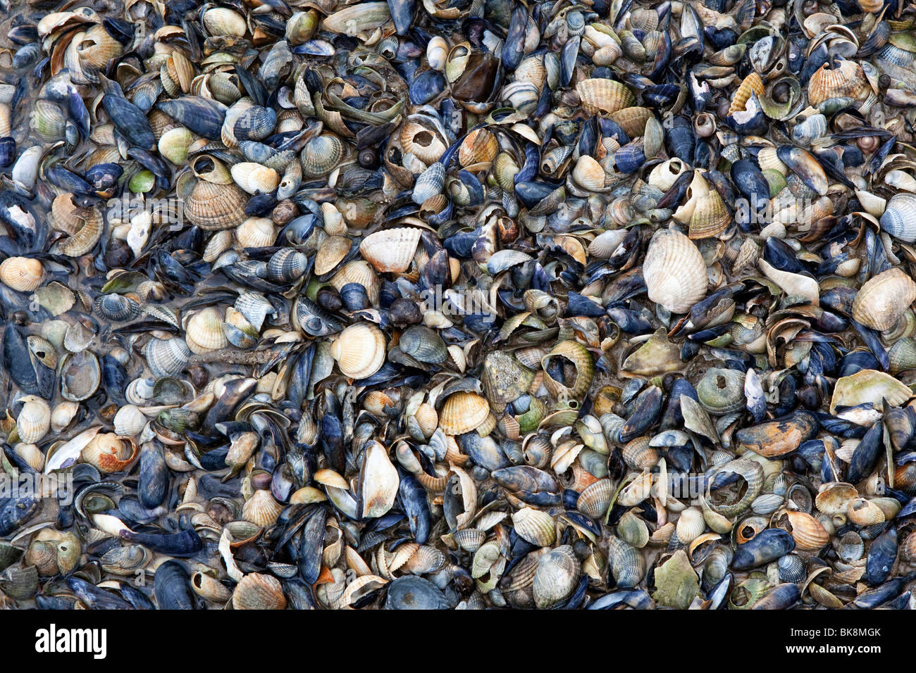 Shells on a beach in Kent, UK Stock Photo - Alamy